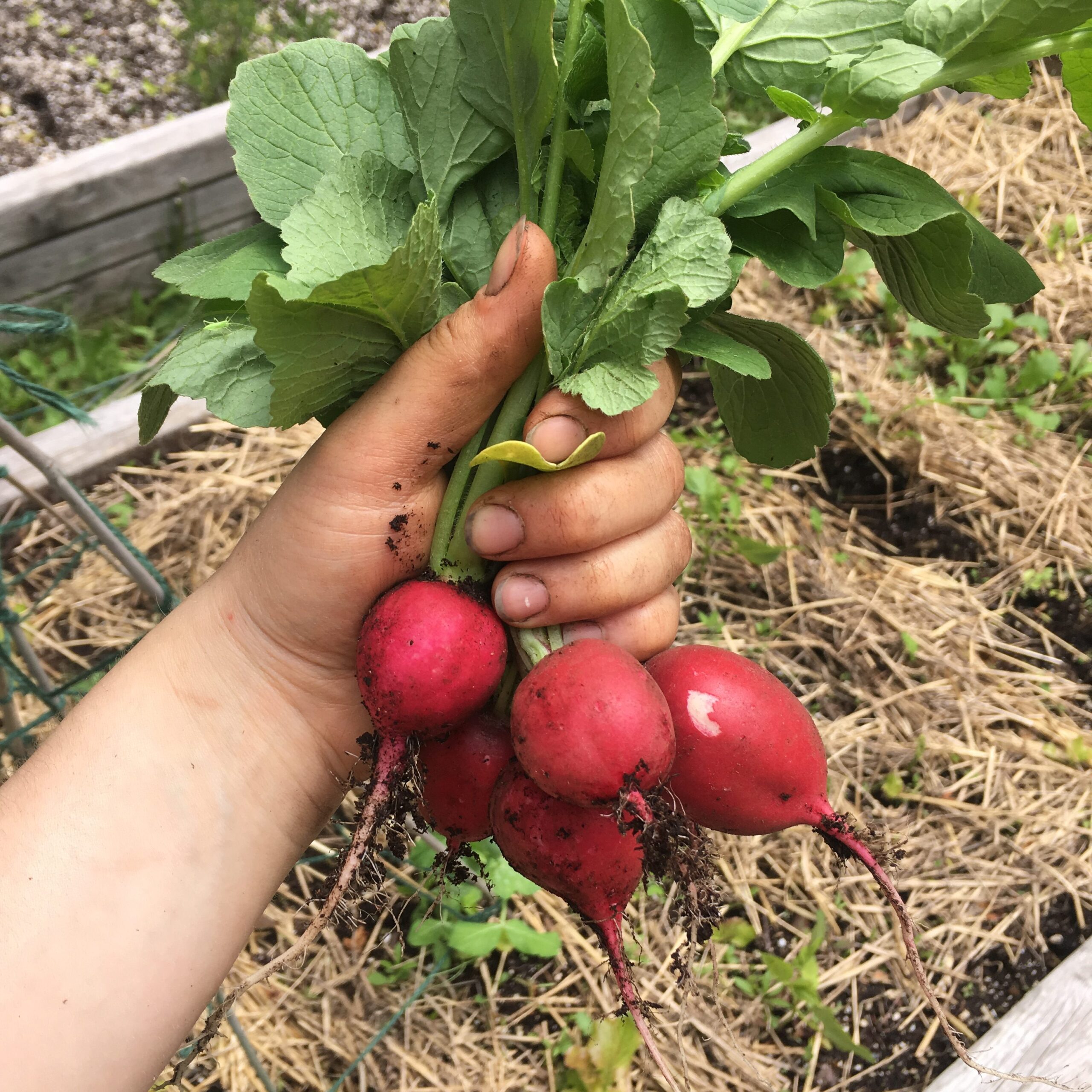 Garden Harvest Challenge 2017 - Common Roots Urban Farm