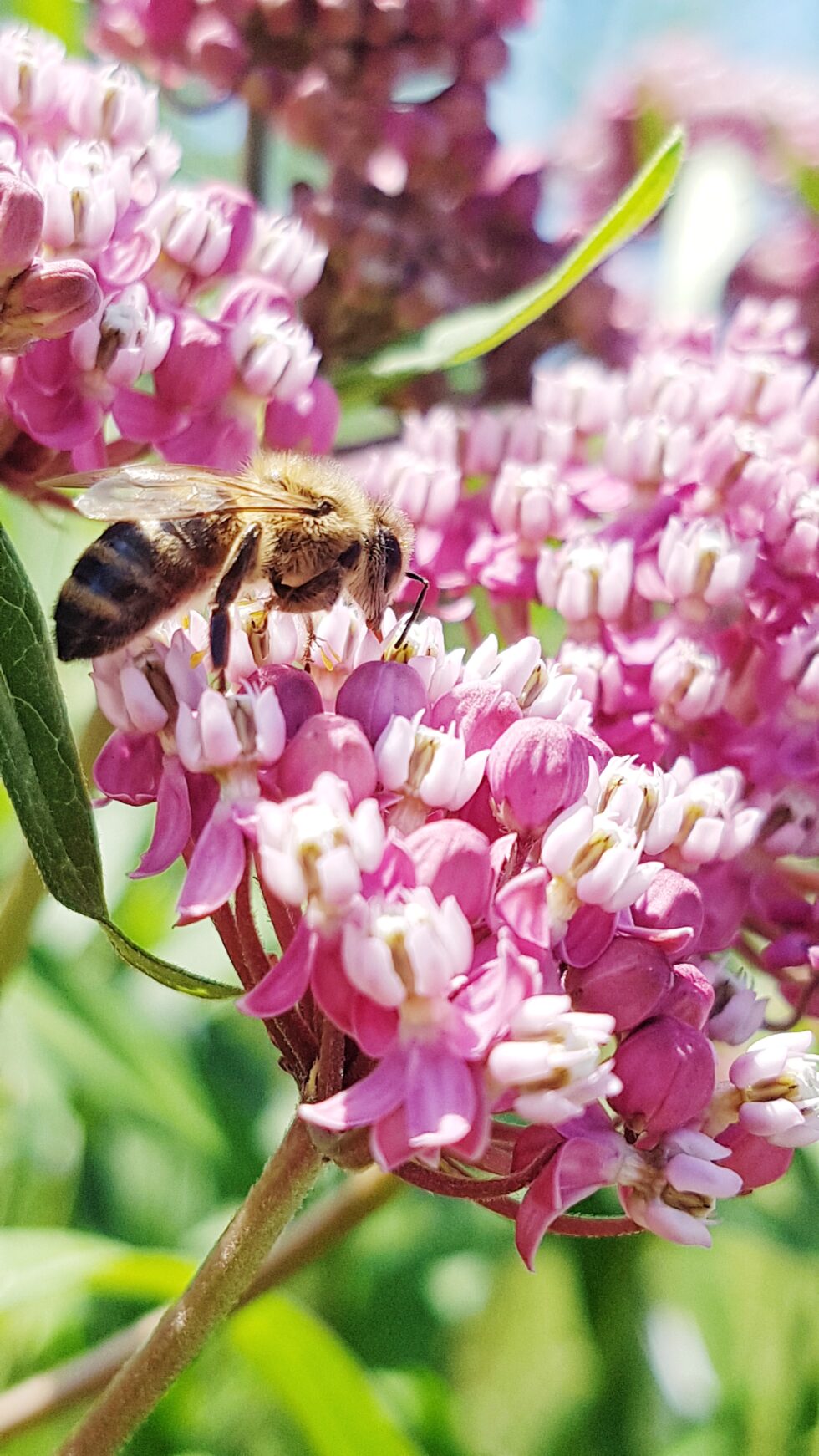 Swamp Milkweed - Common Roots Urban Farm