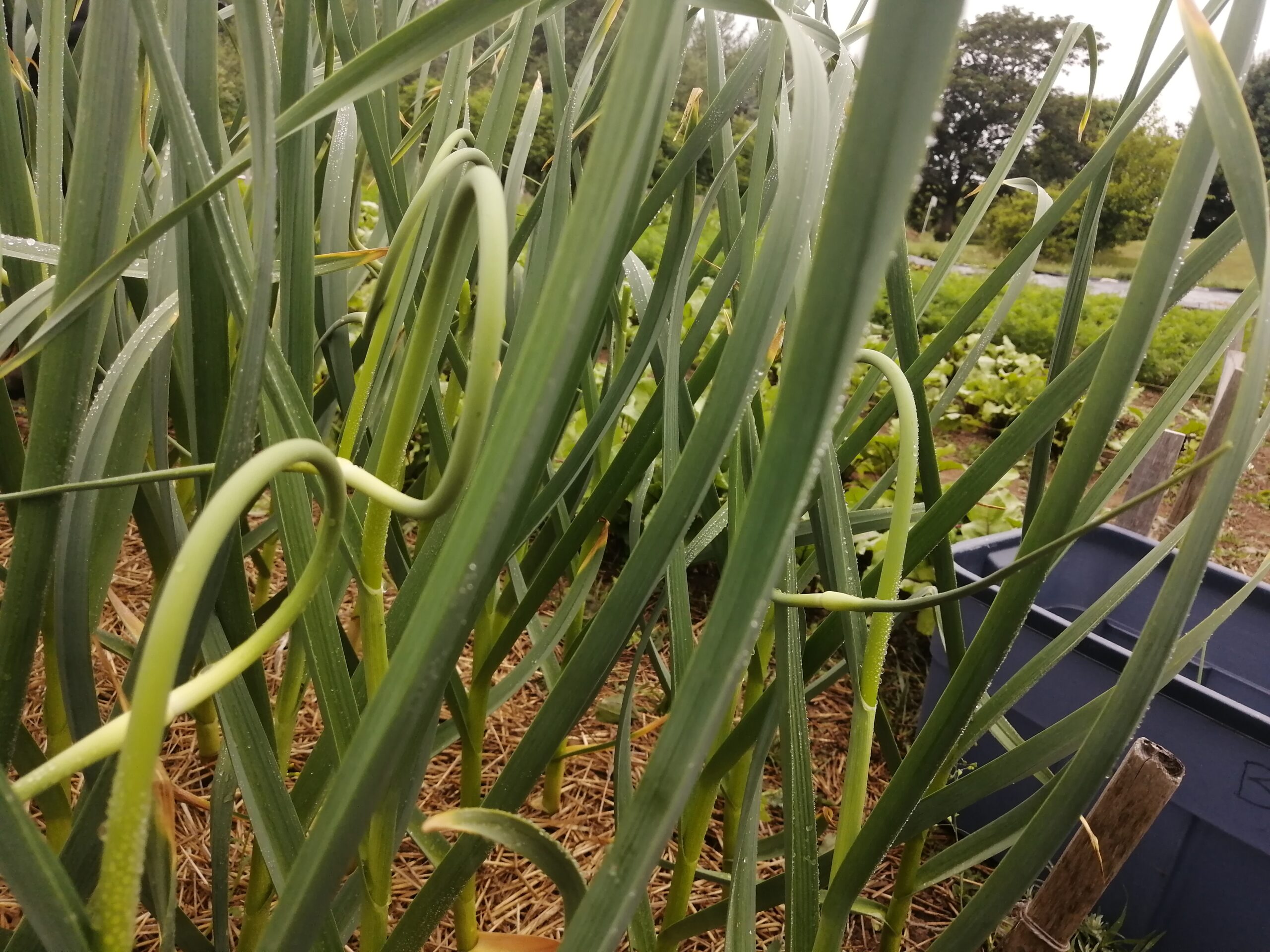 Garlic Scapes - Common Roots Urban Farm