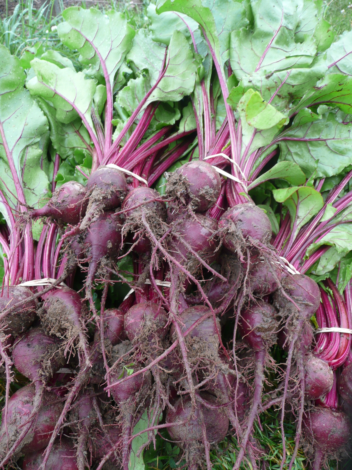 Beet bunch - Common Roots Urban Farm